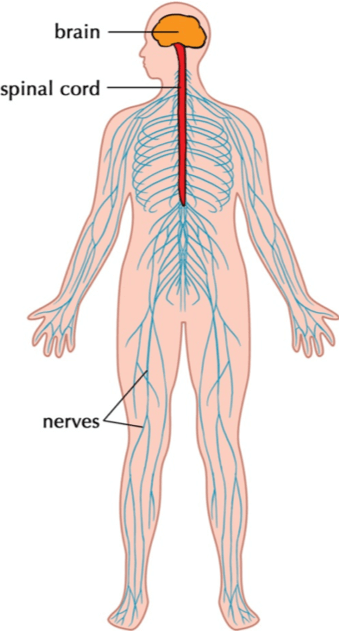 What are Dermatomes? | Forest Foot & Health Clinic