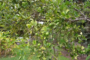 Indispensable citron-punch