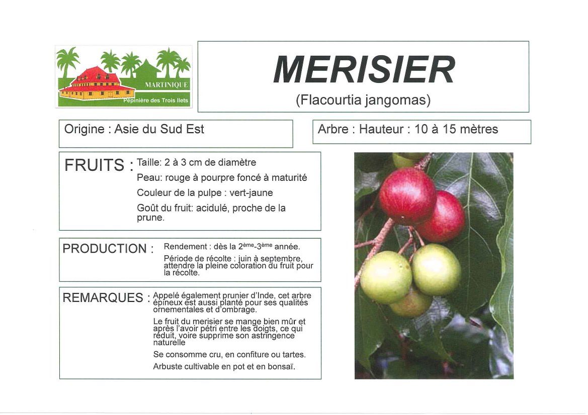 Merisier-pays