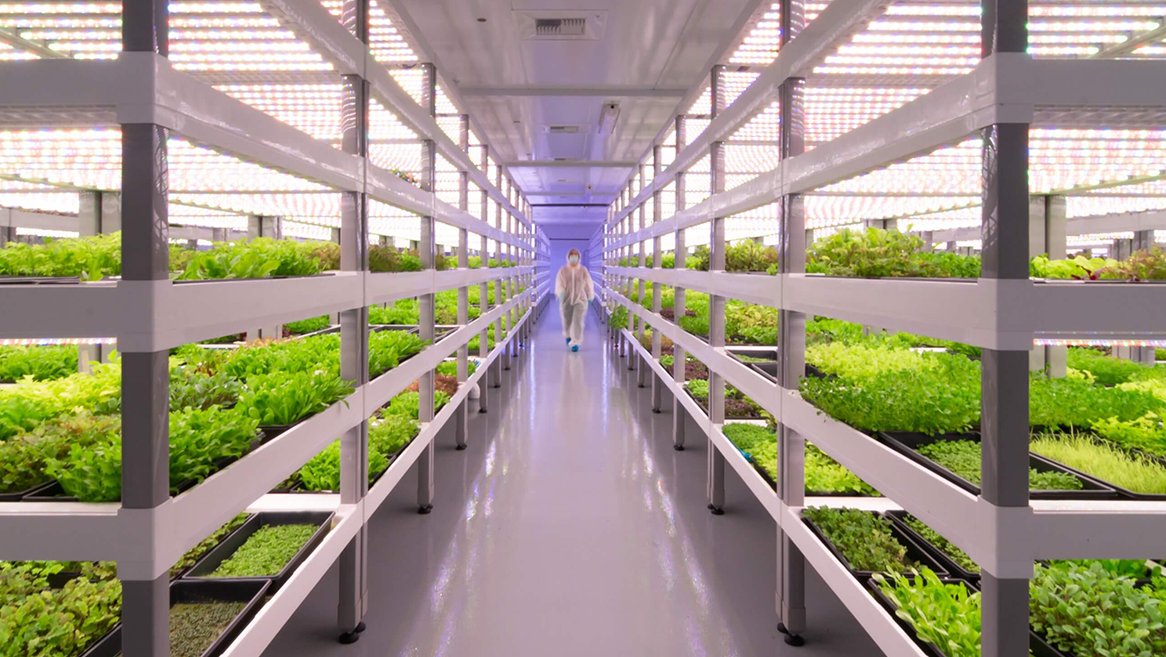 How Vertical Farming Works